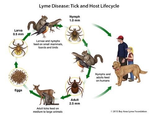 लाइम (Lyme) रोग – PWOnlyIAS