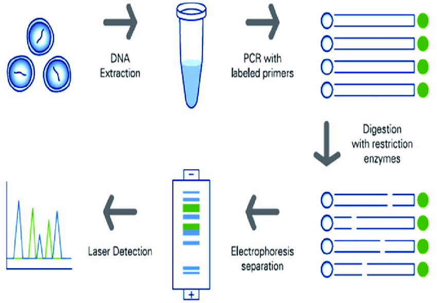 न्याय प्रणाली में DNA प्रोफाइलिंग – PWOnlyIAS