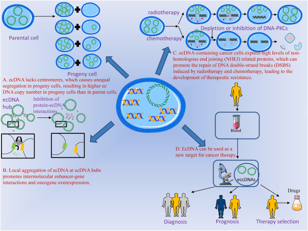 एक्स्ट्राक्रोमोसोमल DNA (ecDNA) – PWOnlyIAS