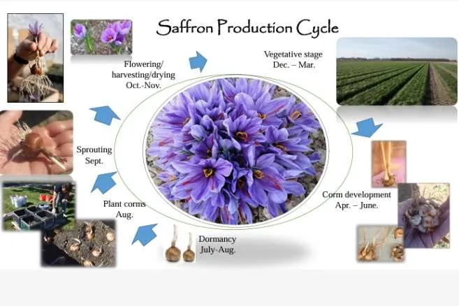 पूर्वोत्तर भारत और नया केसर हब – PWOnlyIAS
