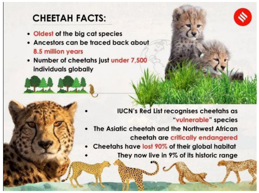 Aftermath Of Cheetah Relocation To India - PWOnlyIAS
