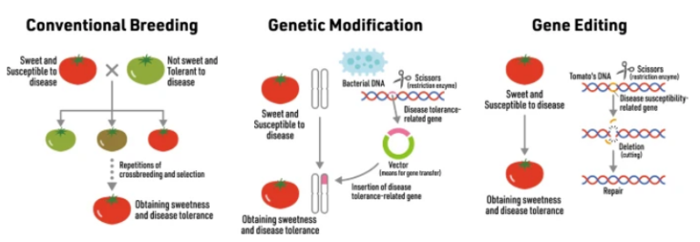 Gene-edited Mustard - PWOnlyIAS