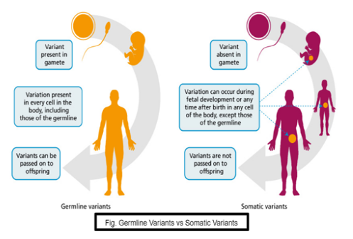 Somatic Genetic Variants - PWOnlyIAS