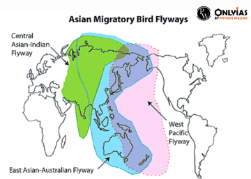 Migratory Birds' Early Arrival At Chilika: Climate Change Or Natural ...