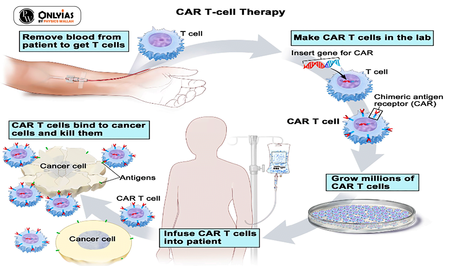 ImmunoACT's NexCAR19 CAR T Cell Therapy Gets Market Approval From DCGI ...