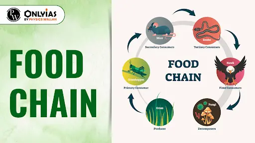 Energy Flow In Ecosystem: Food Chain, Hierarchy, Significance ...