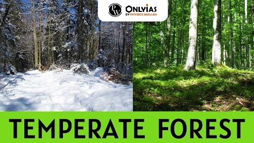 Temperate Forests: Types, Ecological Significance, Cultural Value ...