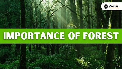 Importance Of Forest: Guardians Of Biodiversity And Life’s Essentials ...