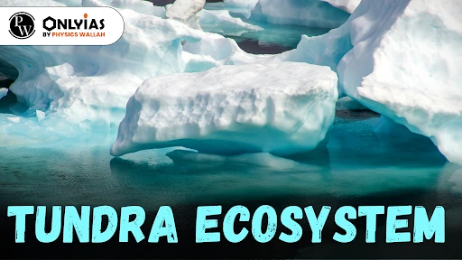 Tundra Ecosystem: Extreme Conditions, Adaptations, Characteristics ...