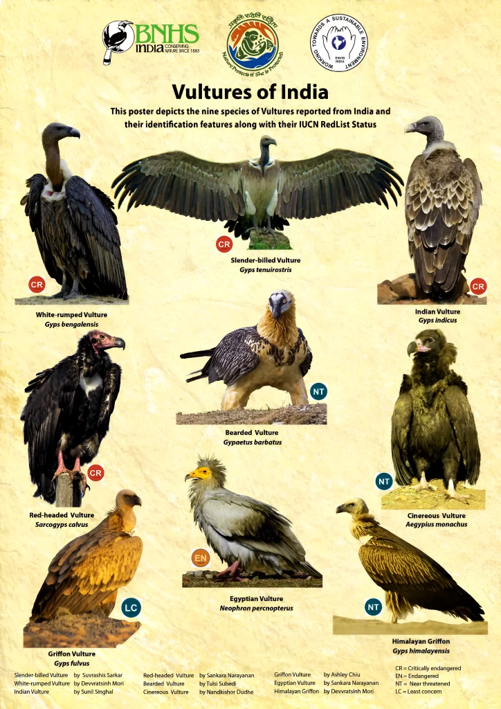 Vulture Restaurant Set Up In Jharkhand To Conserve The Species - PWOnlyIAS