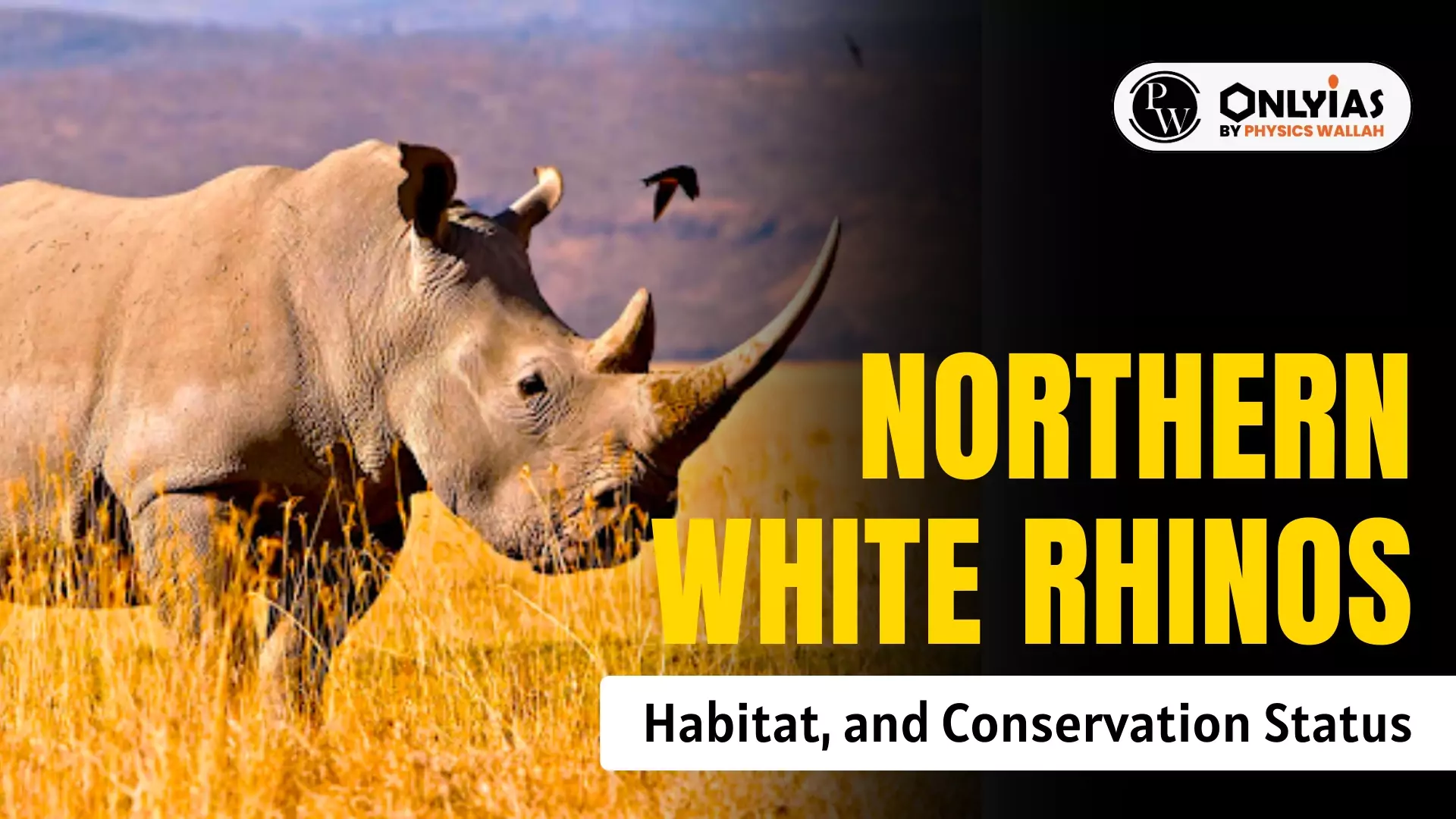 Northern White Rhinos: Habitat, And Conservation Status - PWOnlyIAS