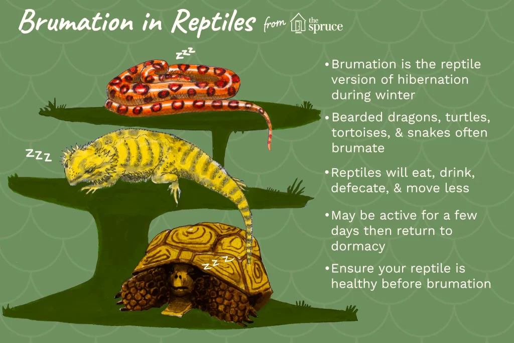 Brumation: Winter Is Coming For Reptiles - PWOnlyIAS