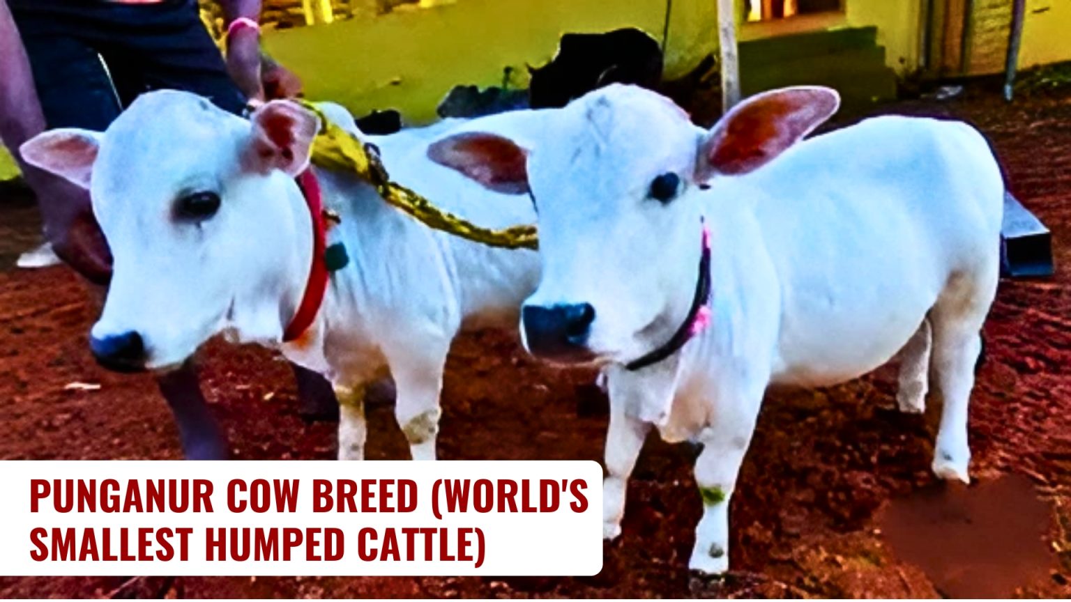 Punganur Cow Breed, Characteristics And Features - PWOnlyIAS