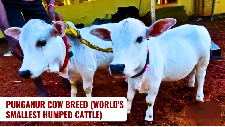 Punganur Cow Breed, Characteristics And Features - PWOnlyIAS