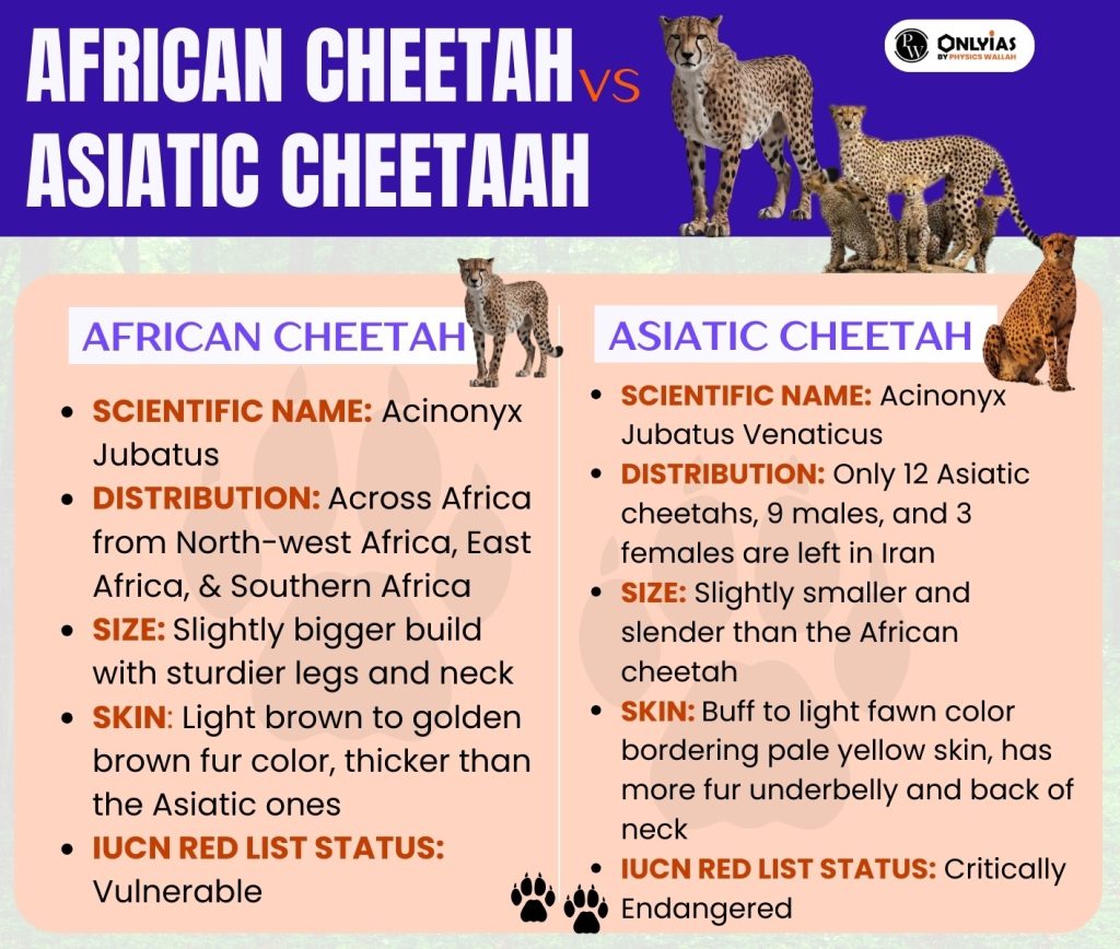 Project Cheetah: Reintroduction Of Cheetahs In India