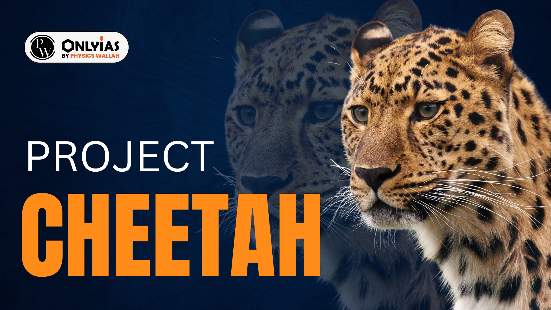 Project Cheetah: Reintroduction Of Cheetahs In India